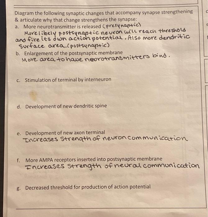 Solved Diagram the following synaptic changes that accompany | Chegg.com