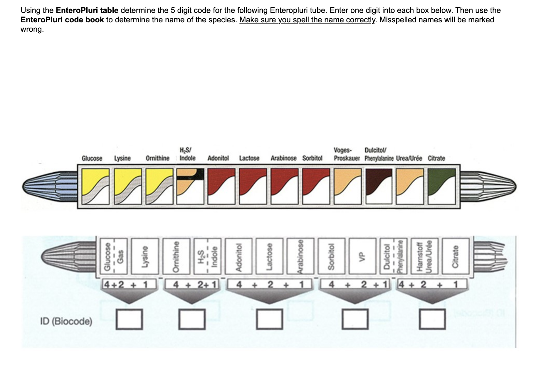 Solved Using the EnteroPluri table determine the 5 ﻿digit | Chegg.com