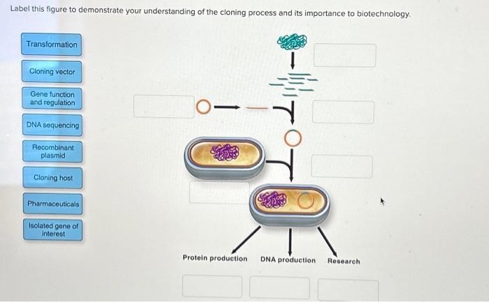 Solved Label this figure to demonstrate your understanding | Chegg.com