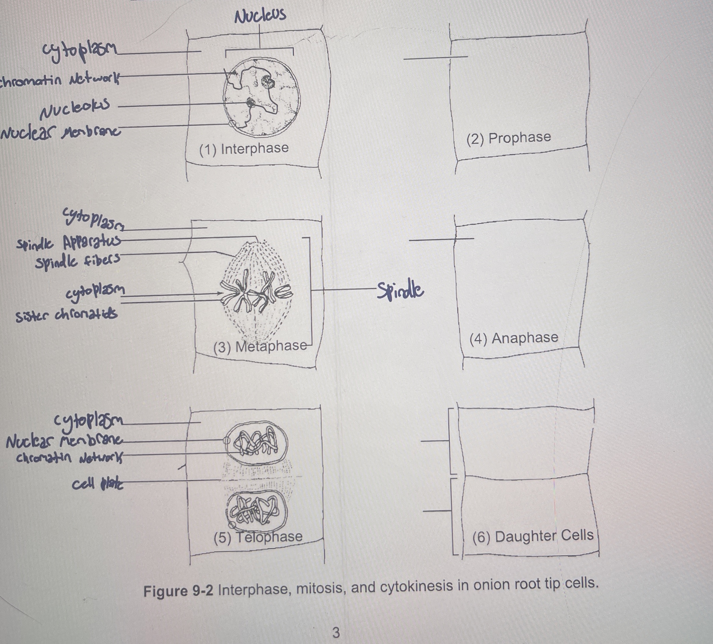 Solved Figure 9-2 ﻿interpnase, mıtosıs, ﻿and cytokinesis in | Chegg.com