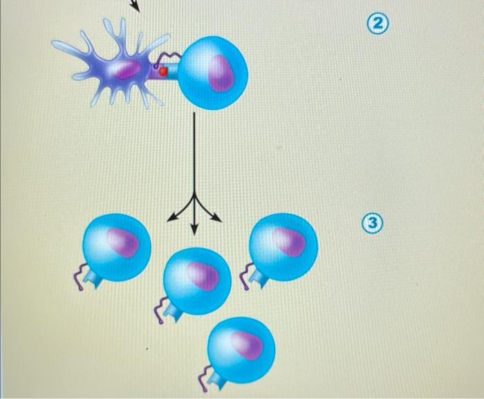 Solved (1) (2) (3)A. Dendritic cell engulfs antigen, | Chegg.com
