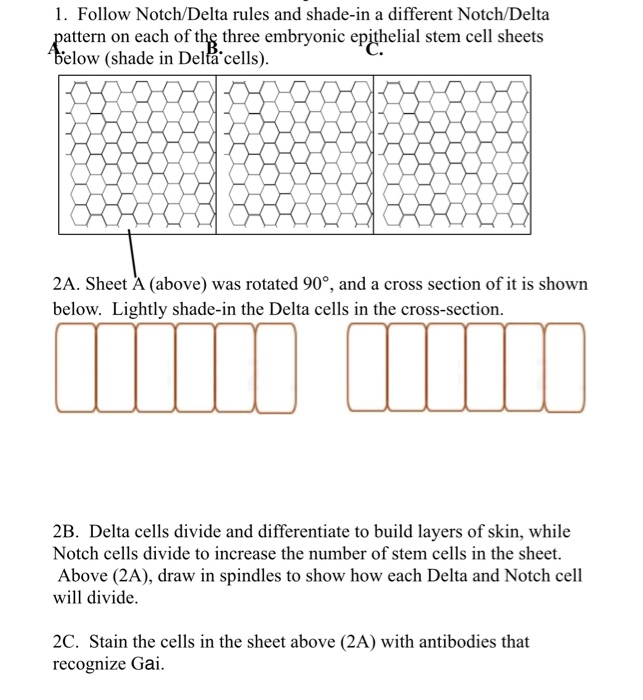 1. Follow Notch/Delta rules and shade-in a different | Chegg.com