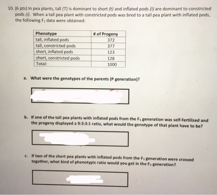 Solved 10. (6 pts) In pea plants, tall (T) is dominant to | Chegg.com