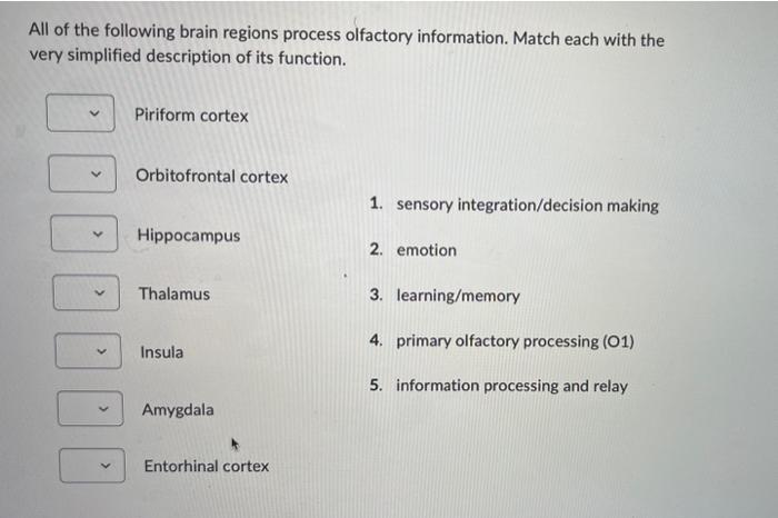 Solved All of the following brain regions process olfactory | Chegg.com
