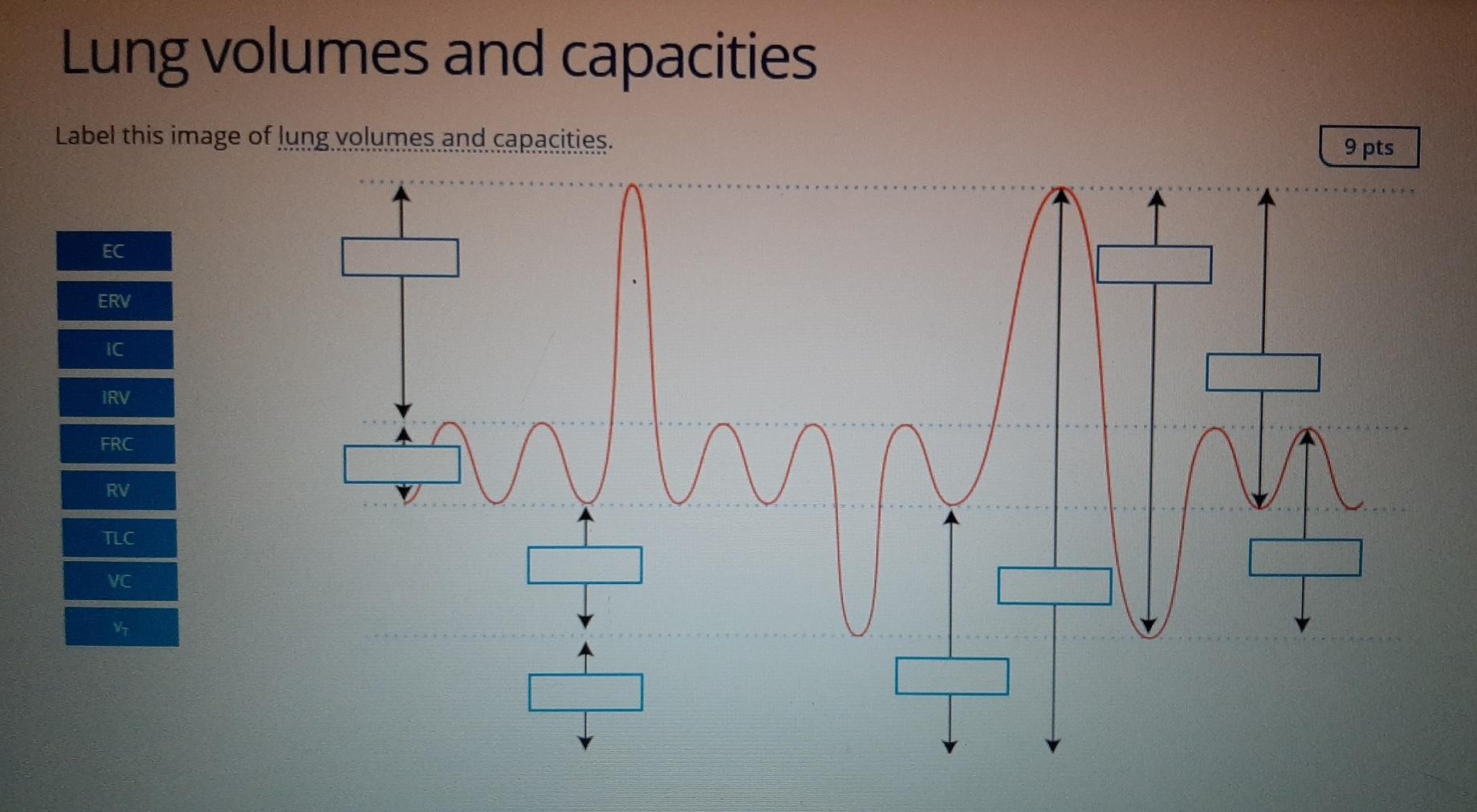 Solved Lung volumes and capacities Label this image of lung | Chegg.com