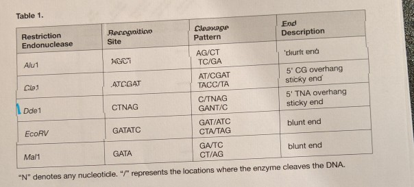 Solved Lab - Introduction to Biotechnology Activity 1 1. | Chegg.com