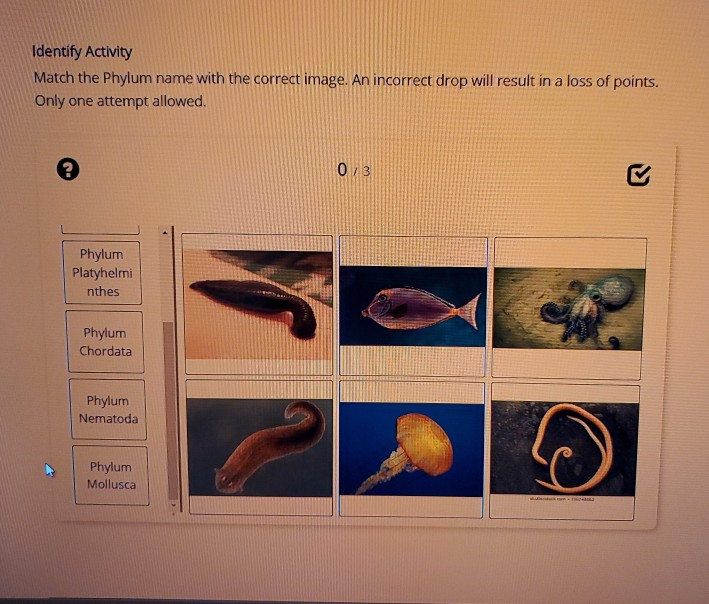 Solved Identify Activity Match the Phylum name with the | Chegg.com