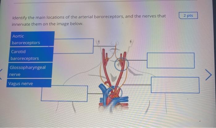 Solved 2 pts Identify the main locations of the arterial | Chegg.com