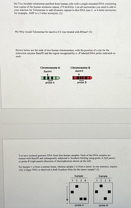 Solved 9a) You incubate telomerase purified from buman cells | Chegg.com