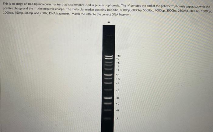Solved This is an image of 1000bp molecular marker that is | Chegg.com