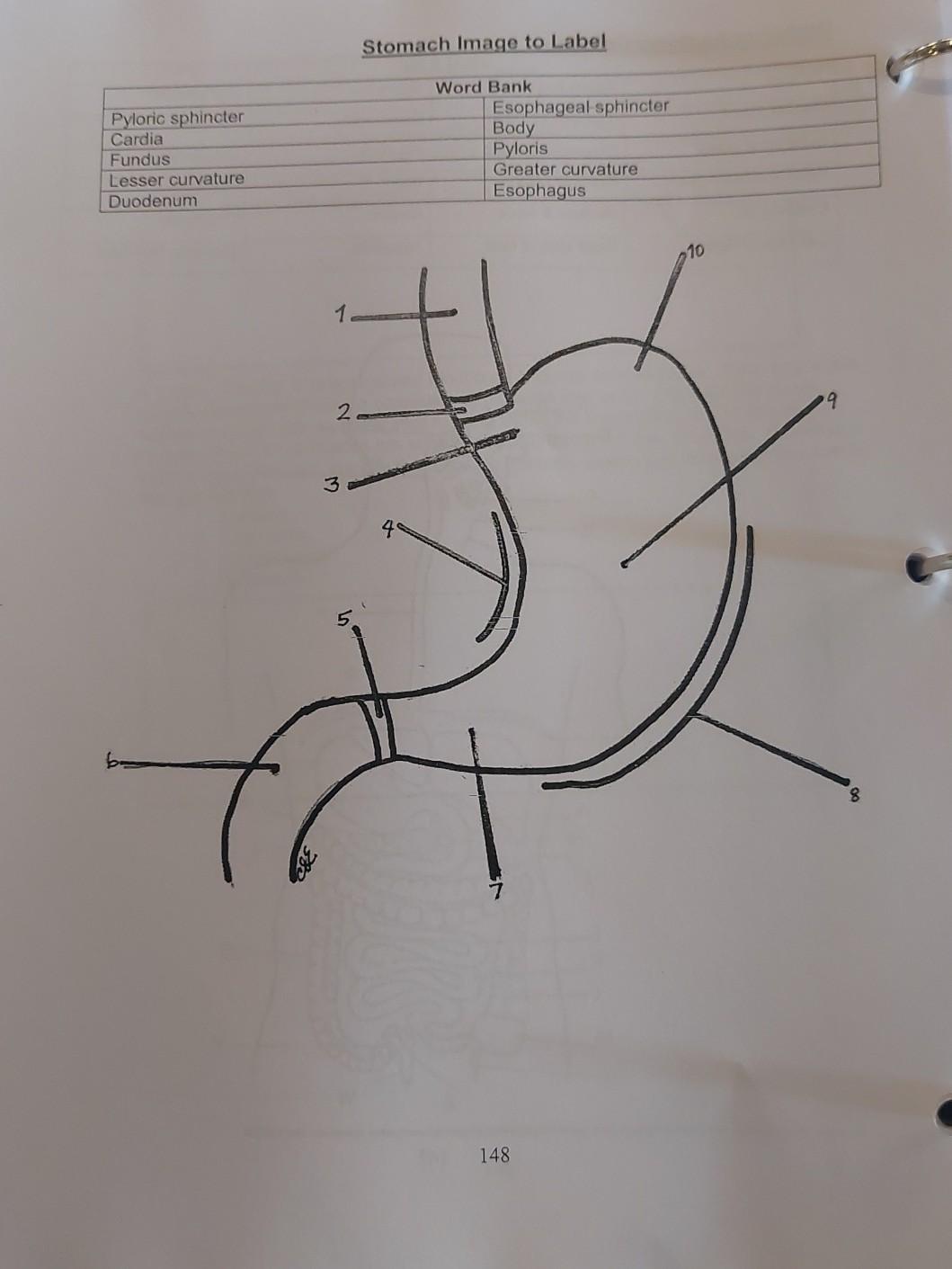 Solved Stomach Image to Label Pyloric sphincter Cardia | Chegg.com