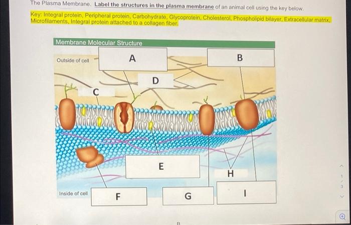 Solved The Plasma Membrane. Label the structures in the | Chegg.com Solved The Plasma Membrane. Label the structures in the | Chegg.com