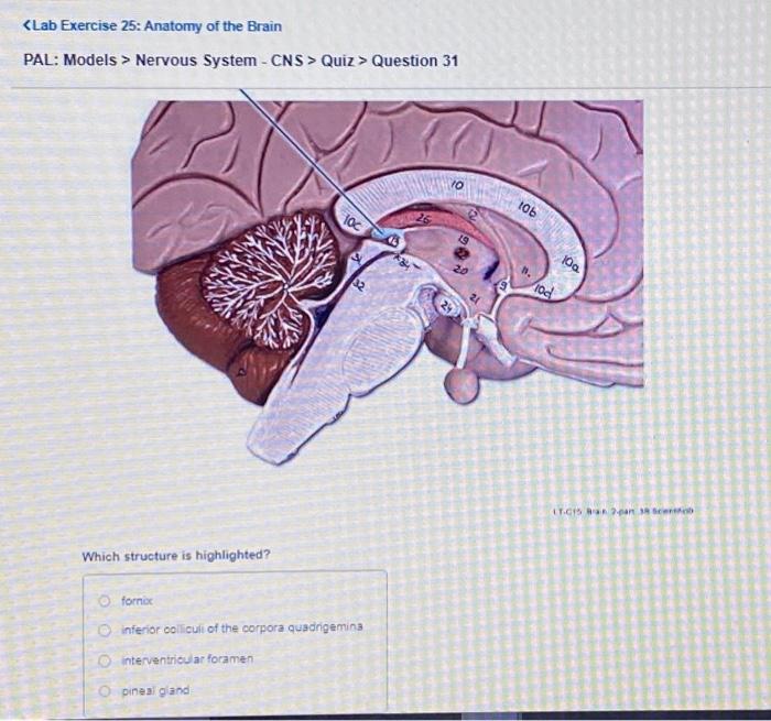 Solved Nervous System: CNS > Quiz > Question 19 Which | Chegg.com