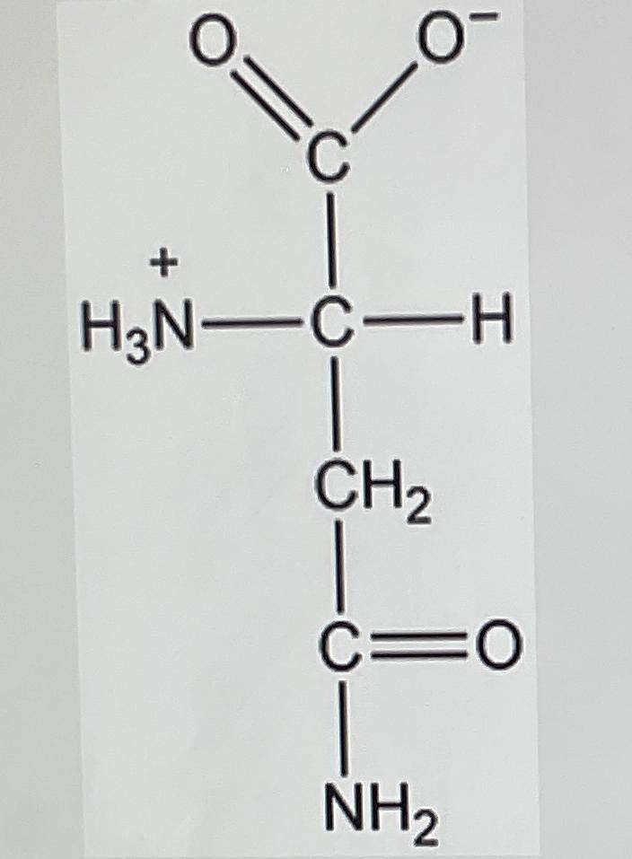 Solved 1)Identify the amino acid 2)Identify the 3 letter | Chegg.com Solved 1)Identify the amino acid 2)Identify the 3 letter | Chegg.com