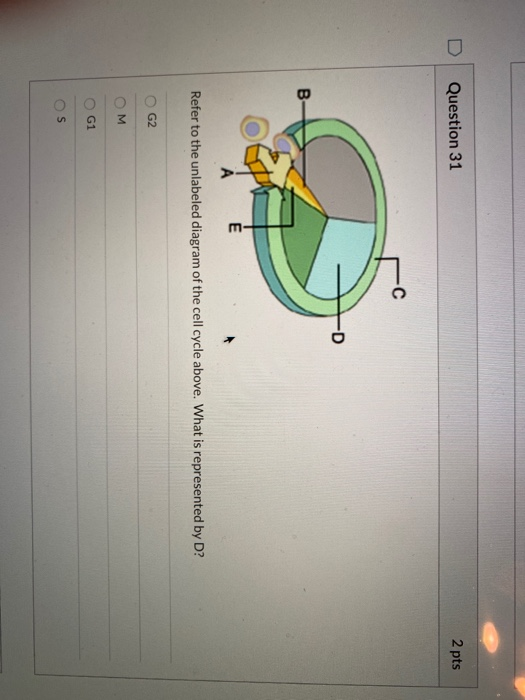 Solved Question 31 Refer to the unlabeled diagram of the | Chegg.com