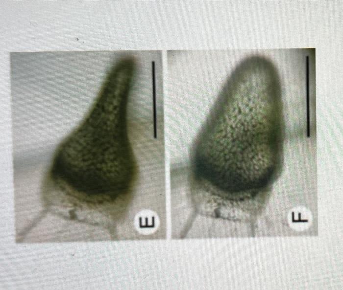 Solved A This Short Day Plant Is Exposed To Either Short Chegg
