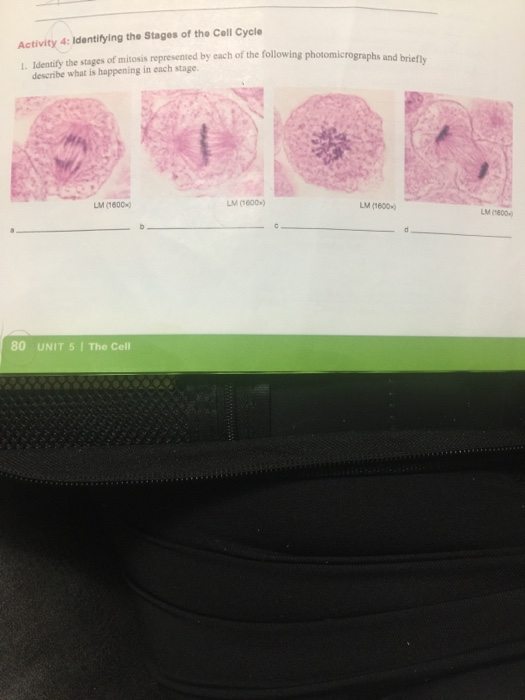Solved Activity 4: Identifying the Stages of the Cell Cycle | Chegg.com