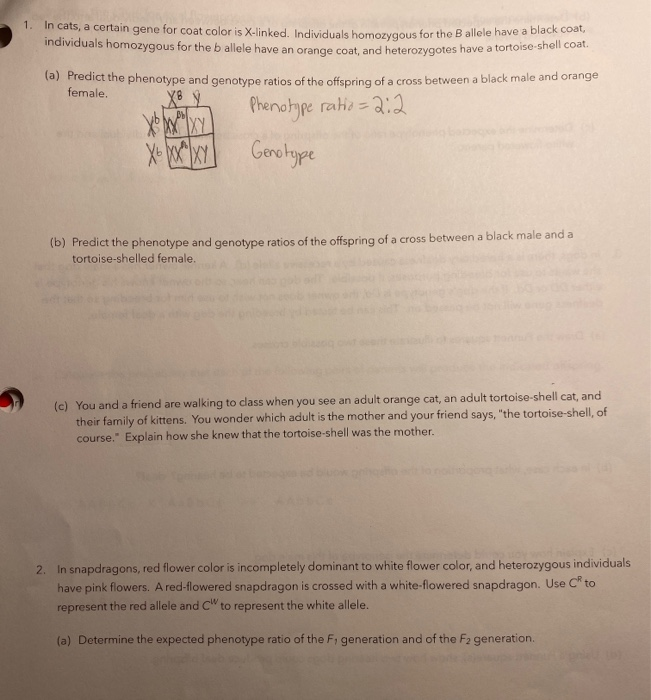 Solved BIOL 111 EXTENSIONS OF MENDELIAN GENETICS, PRACTICE | Chegg.com