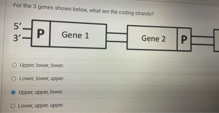 Solved For the 3 genes shown below, what are the coding | Chegg.com