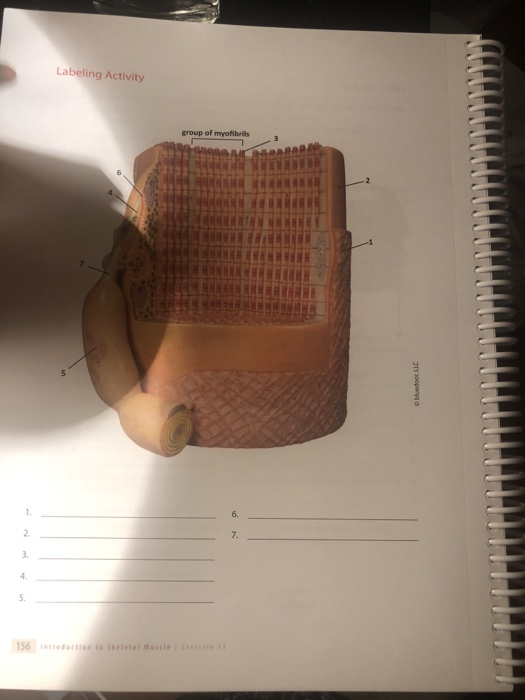 Solved Labeling Activity 155 Exercise 11 Introduction to | Chegg.com