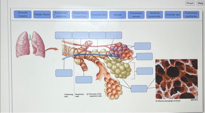 Solved Smooth muscle Elastic fibers Pulmonary. Respiratory | Chegg.com