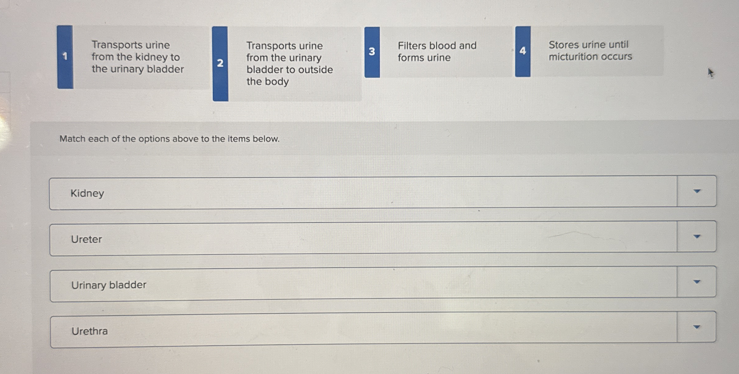 Solved Transports urine from the kidney to the urinary | Chegg.com