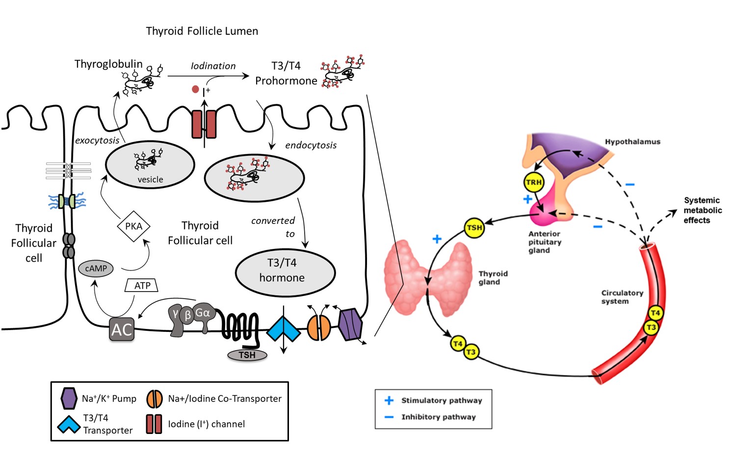 Solved The pathway for thyroid hormone (T3/T4) ﻿production | Chegg.com