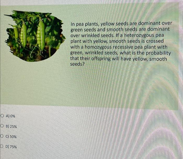 Solved In pea plants, yellow seeds are dominant over green | Chegg.com