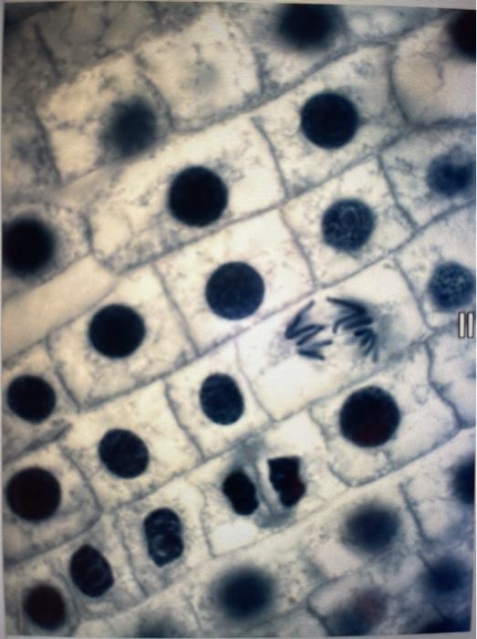 Solved OO Stage Number of Cells in Stage Total Number of | Chegg.com