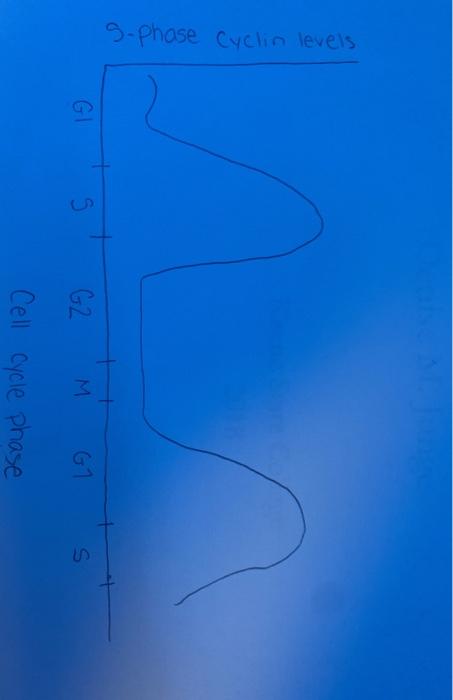 Solved The graph shows changes in S-Phase Cyclin levels | Chegg.com