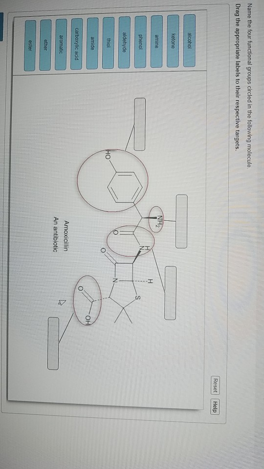 Solved Name the four functional groups circled in the | Chegg.com