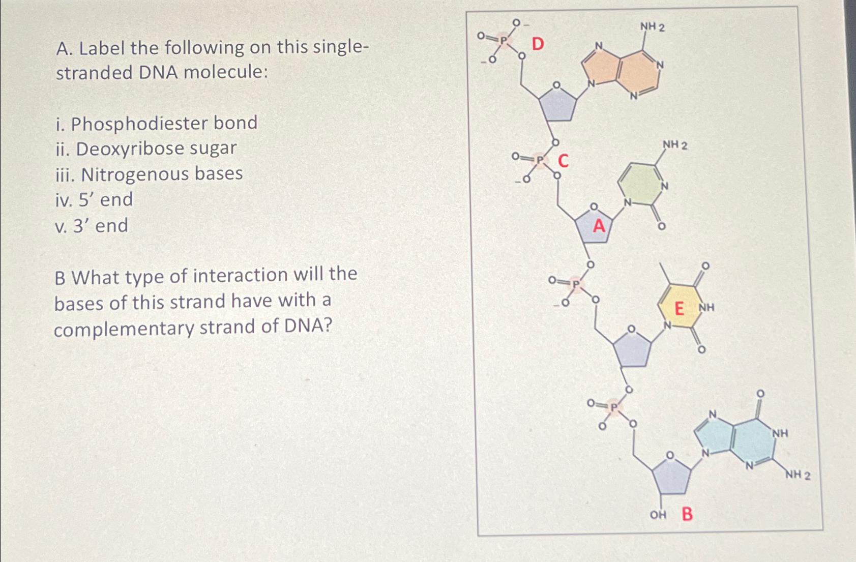 Solved A. ﻿Label the following on this singlestranded DNA | Chegg.com
