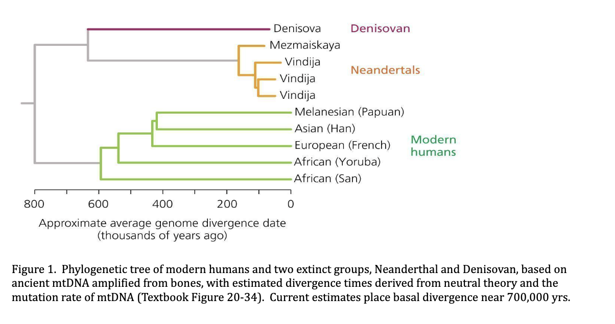 Solved Figure 1. ﻿Phylogenetic tree of modern humans and two | Chegg.com