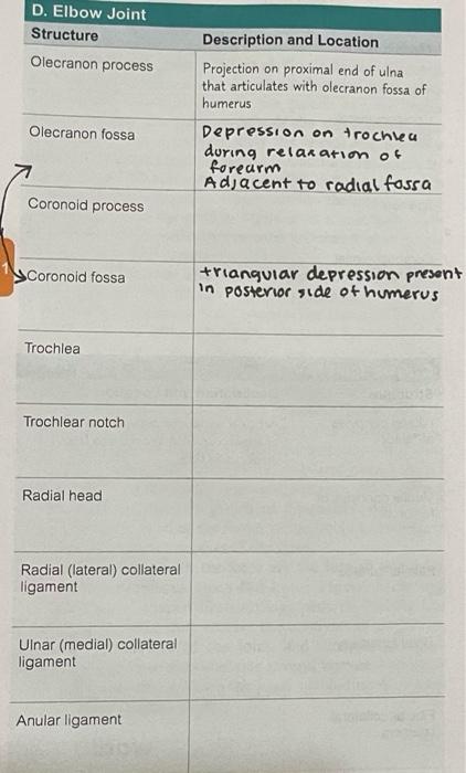 Solved D. Elbow Joint Structure Olecranon process Olecranon | Chegg.com