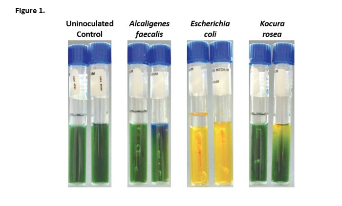 Solved Assume O-F glucose tubes were inoculated and | Chegg.com
