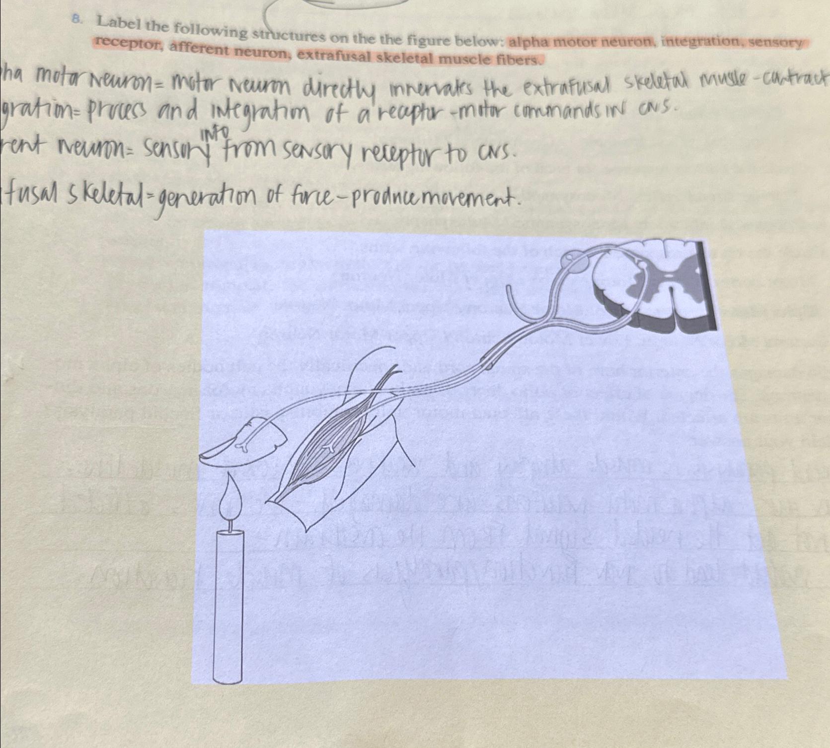 Solved Label the following structures on the the figure | Chegg.com