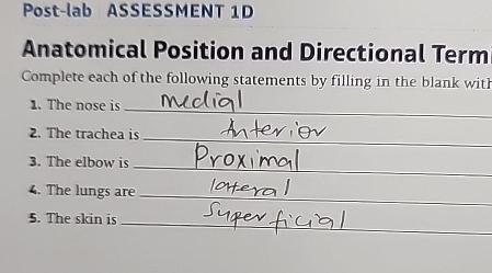 Solved Post-lab ASSESSMENT 1DAnatomical Position and | Chegg.com