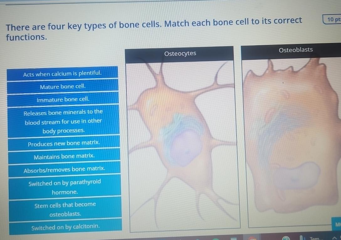 Solved There are four key types of bone cells. Match each | Chegg.com