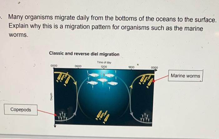 Solved Many organisms migrate daily from the bottoms of the | Chegg.com