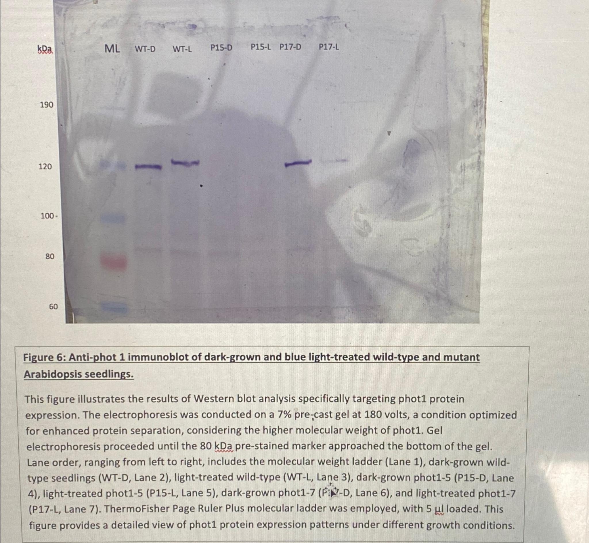 Solved kPaML WT-D WT-L P15-D P15-L P17-D | Chegg.com