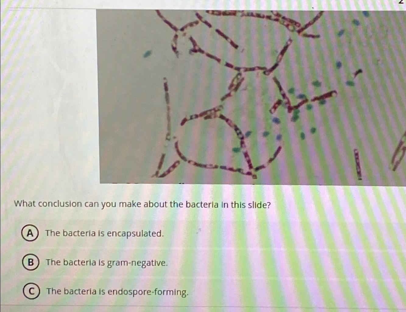 Solved What conclusion can you make about the bacterla in | Chegg.com