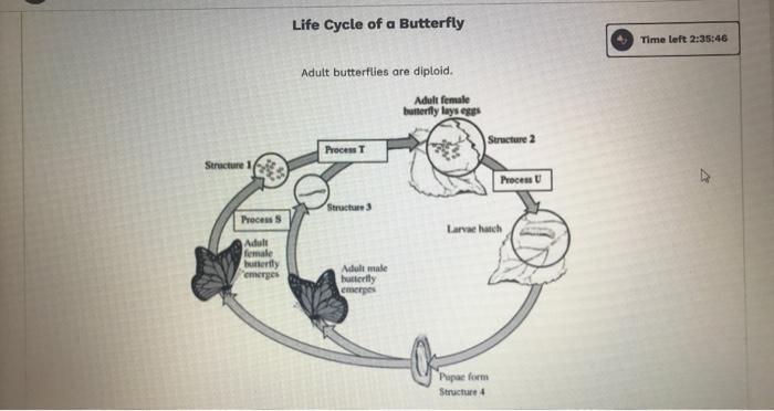 Solved Life Cycle of a Butterfly Adult butterflies are | Chegg.com