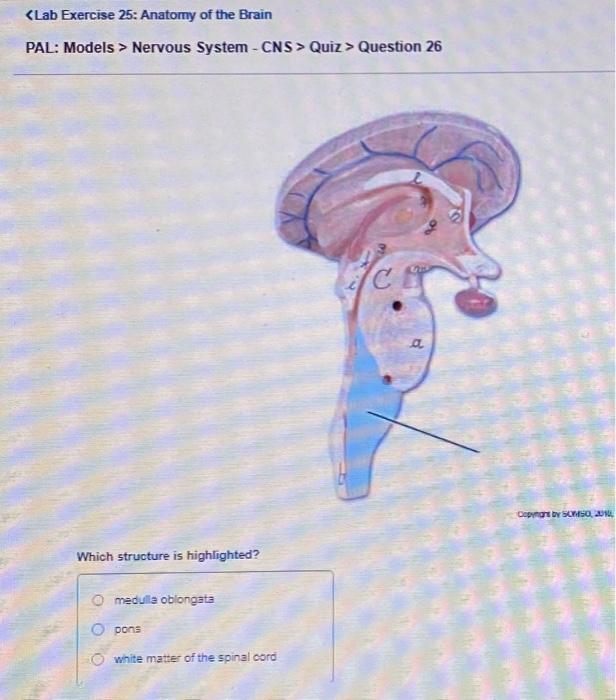 Solved Nervous System: CNS > Quiz > Question 19 Which | Chegg.com