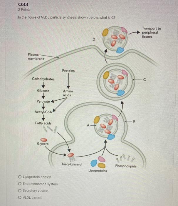Solved Q33 2 Points In the figure of VLDL particle synthesis | Chegg.com