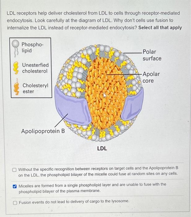 Solved LDL receptors help deliver cholesterol from LDL to | Chegg.com