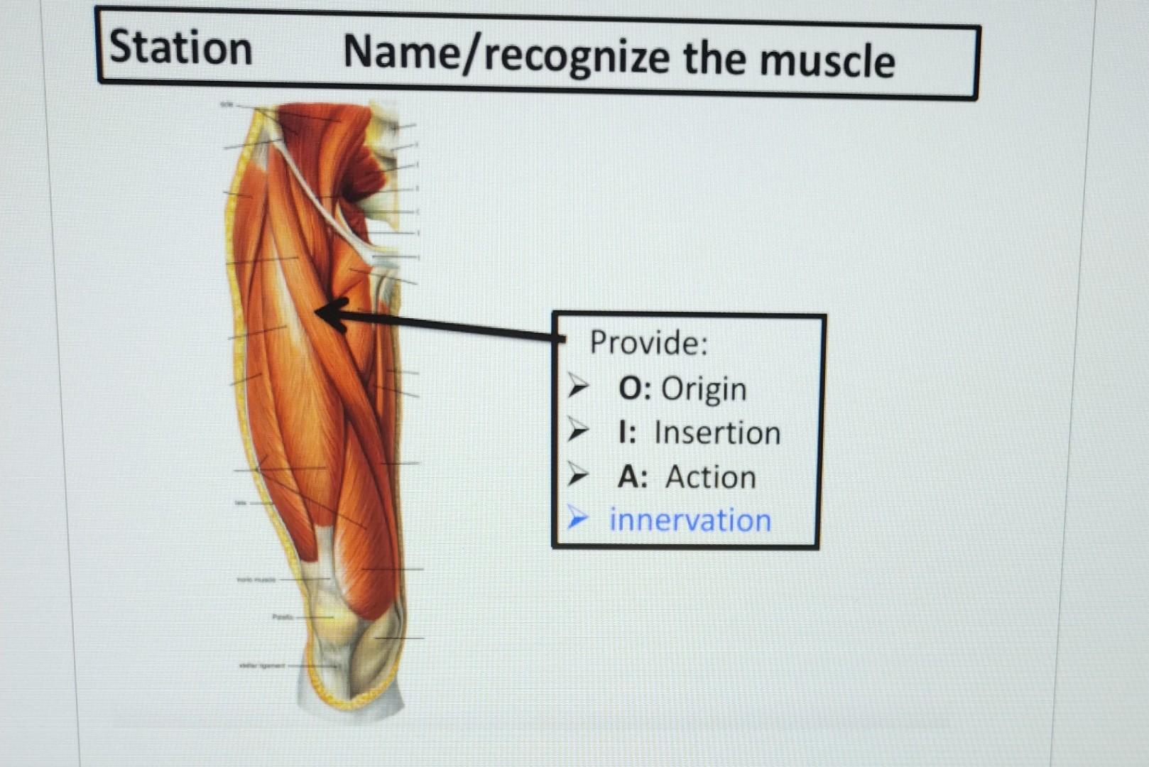 Station Name/recognize the muscle Provide: O: Origin | Chegg.com