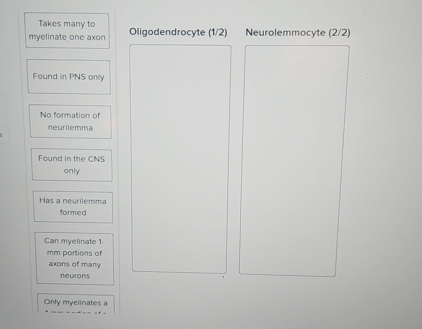 Solved Takes many to myelinate one axonOligodendrocyte (1/2) | Chegg.com