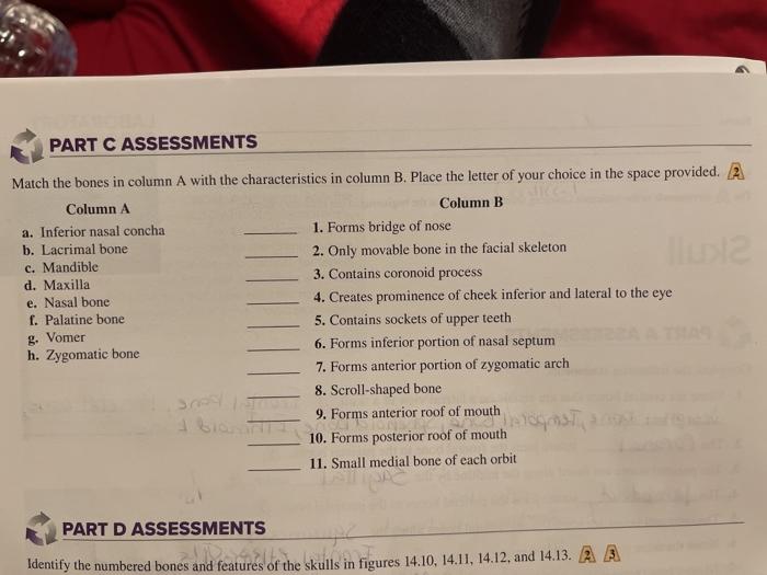 Solved PART C ASSESSMENTS Match the bones in column A with | Chegg.com
