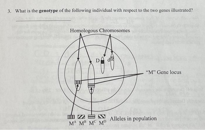Solved 3. What is the genotype of the following individual | Chegg.com