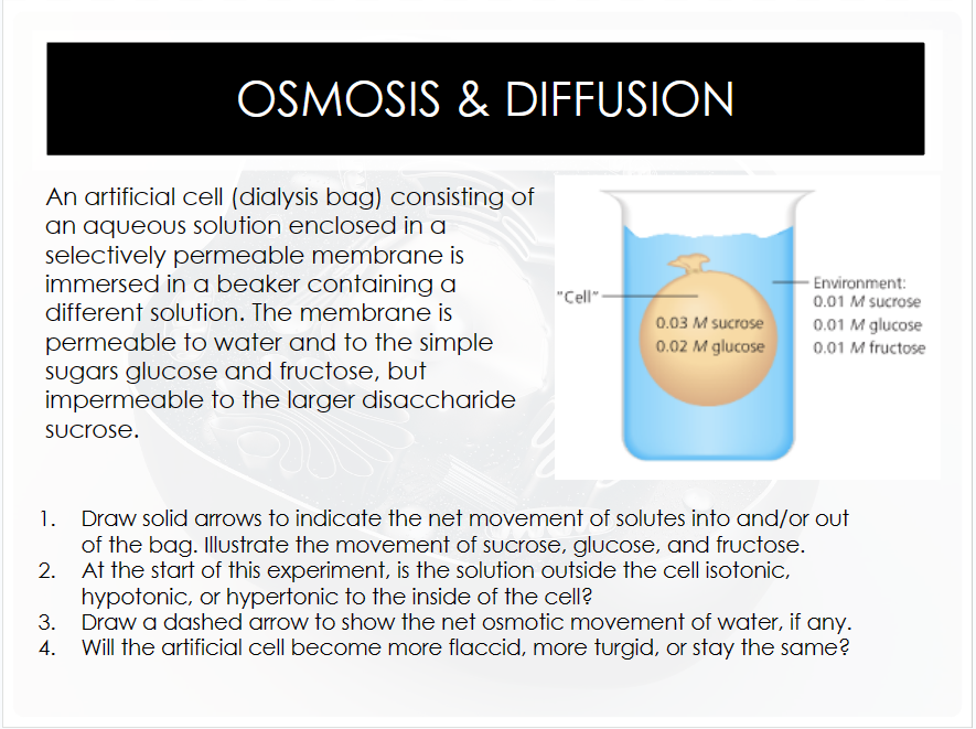 Solved OSMOSIS & DIFFUSIONAn artificial cell (dialysis bag) | Chegg.com